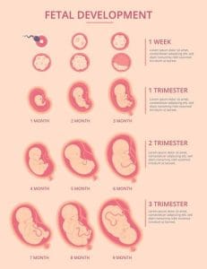 Perkembangan Janin Minggu ke Minggu: Panduan Lengkap untuk Ibu Hamil
